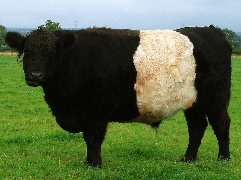 Cattle Breeds Quiz WikiVet English