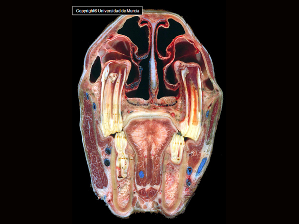 Equine Head Dissection Anatomy Resources (IV, V & VI) - WikiVet English