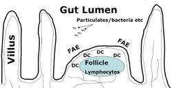 Peyer's Patches - Anatomy & Physiology - WikiVet English