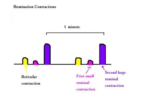 Rumiación - Anatomía & Fisiología - WikiVet Español