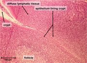 Amígdalas - Anatomía & Fisiología - WikiVet Español