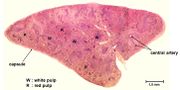 Bazo - Anatomía & Fisiología - WikiVet Español