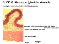 Abomaso - Anatomía & Fisiología - WikiVet Español