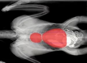 Video: African Gray Parrot Radiograph - WikiVet English