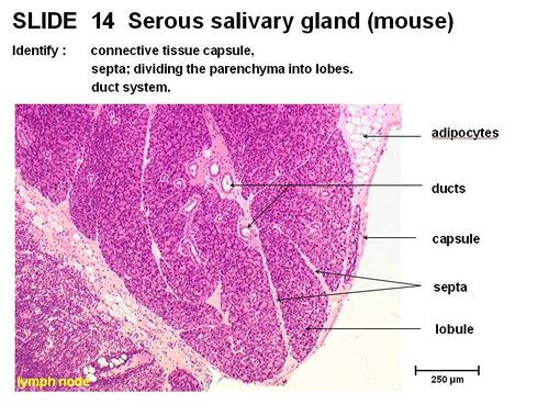 Glándulas Salivares Serosas - Anatomía & Fisiología - WikiVet Español