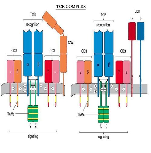 Diferenciación de Células T - WikiVet Español