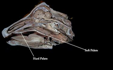 Paladar Duro - WikiVet Español