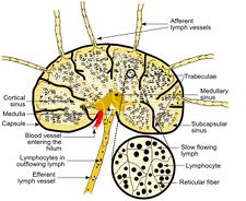 Ganglios Linfáticos - Anatomía & Fisiología - WikiVet Español