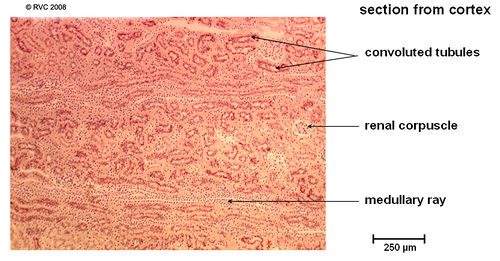 Anatomía Renal - Anatomía & Fisiología - WikiVet Español