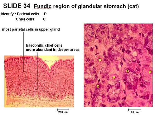 Estómago Monogástrico - Anatomía & Fisiología - WikiVet Español