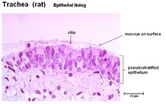 Tráquea - Anatomía & Fisiología - WikiVet Español