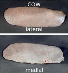 Bazo - Anatomía & Fisiología - WikiVet Español