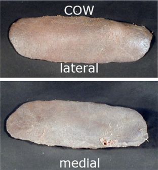 Bazo - Anatomía & Fisiología - WikiVet Español