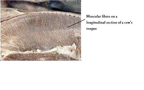 Lengua - Anatomía & Fisiología - WikiVet Español