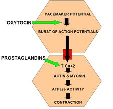 Contracción del Útero - Anatomía & Fisiología - WikiVet Español