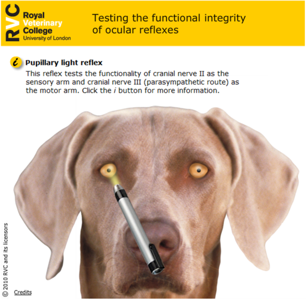 Recurso de Reflejos Oculares - WikiVet Español