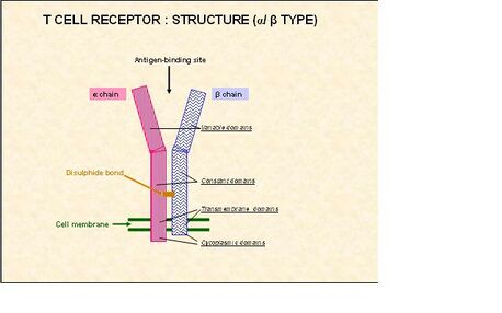 Células T - WikiVet Español