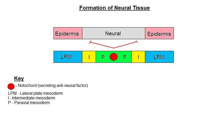 Neurogénesis - Anatomía & Fisiología - WikiVet Español