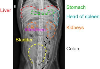 Anatomía Del Bazo Del Perro Bazo M.V. Silvana Formoso | PDF