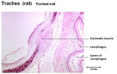 Tráquea - Anatomía & Fisiología - WikiVet Español