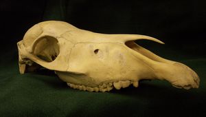 Cráneo y Músculos Faciales - Anatomía & Fisiología - WikiVet Español