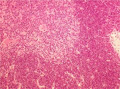 Timo - Anatomía & Fisiología - WikiVet Español