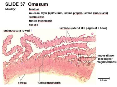 Omaso - Anatomía & Fisiología - WikiVet Español