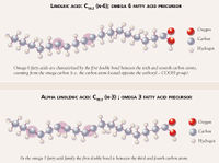 Test - WikiVet English