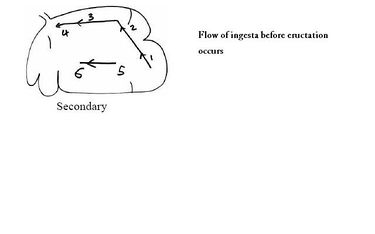 Eructo - Anatomía & Fisiología - WikiVet Español