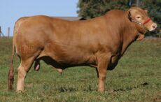 Razas Bovinas - WikiEstándares - WikiVet Español