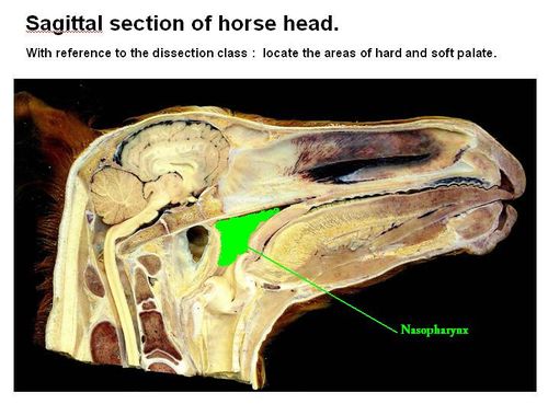 Faringe - Anatomía & Fisiología - WikiVet Español
