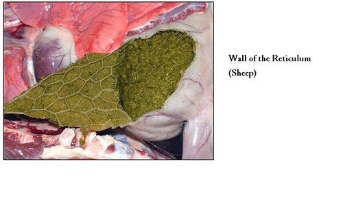 Retículo - Anatomía & Fisiología - WikiVet Español