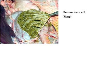 Omaso - Anatomía & Fisiología - WikiVet Español