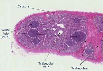 Bazo - Anatomía & Fisiología - WikiVet Español