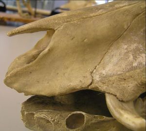 Cráneo y Músculos Faciales - Anatomía & Fisiología - WikiVet Español