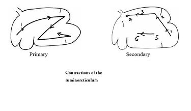 Rumen - Anatomía & Fisiología - WikiVet Español