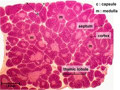Timo - Anatomía & Fisiología - WikiVet Español