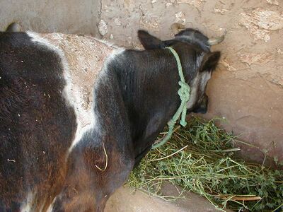 Fotosensibilización - WikiVet Español